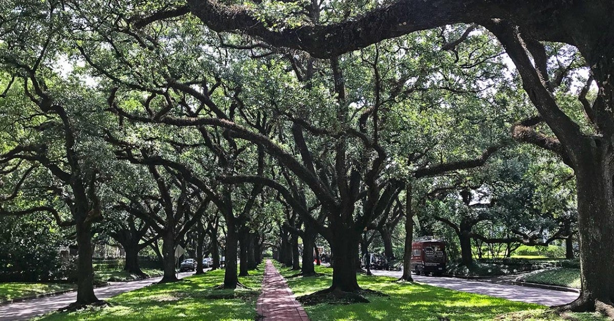houston native trees